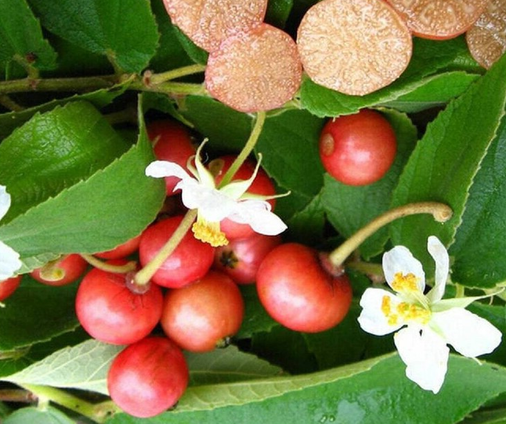 Capulines Los Dos Reales Los Capulines Victor 76 1263 B