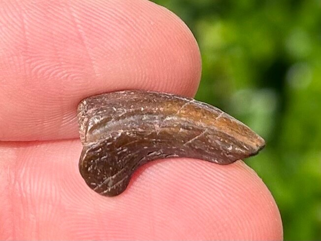 NICE Theropod Dinosaur Claw Fossil from Niger Dino Bones Kryptops ...