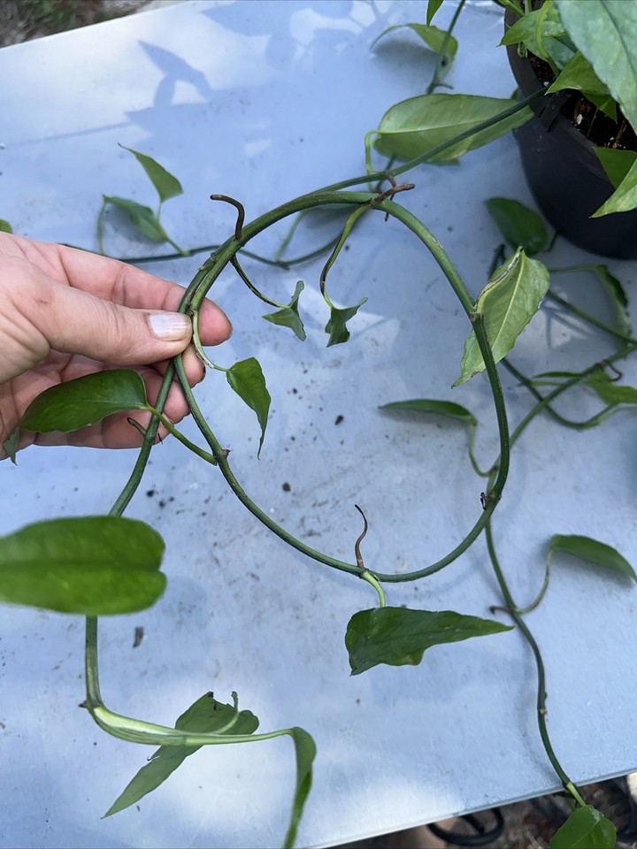 Pothos Skeleton Key CUTTING 12 nods | eBay