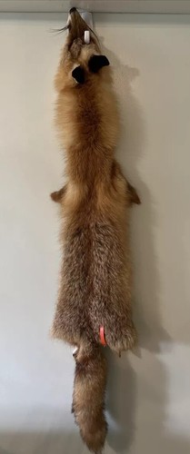 Red Fox Fur Pelt - Professionally Tanned Red Fox - Medium Grade | eBay