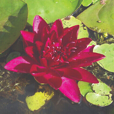 Lincolnshire Pond Plants | eBay UK Stores
