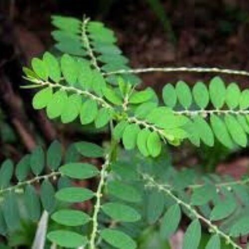 25g dried Pitawakka leaves Very Rare Phyllanthus debilis Whole Liver ...