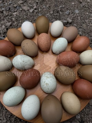 12 Rainbow Hatching Eggs (BBS Marans, Welsummer, Silverudds Blue, Olive Eggers) | eBay