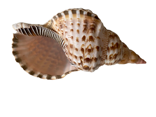 Appraised Large Triton Trumpet (genus Charonia) Sea Snail Shell 13”+ x ...