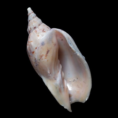 Volutoidea-0093 Alcithoe arabica swainsoni AGED RARE FROM NEW ZEALAND ...