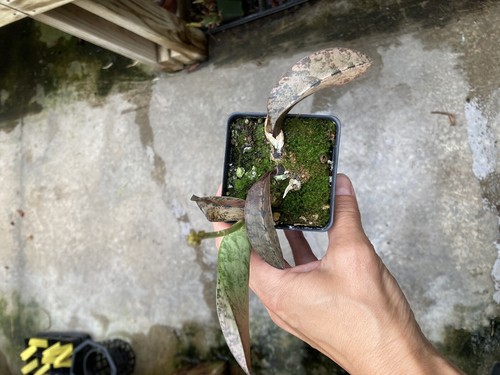 Orchid Species Oeceoclades maculata Monk Orchid | eBay