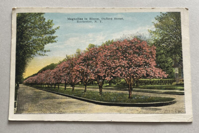 Vintage Postcard ~ Magnolias in Bloom Oxford Street View ~ Rochester ...
