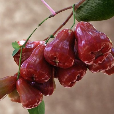 Grafteds Citra Wax Apple Fruit Tree – Sweet, Crisp & Productive | eBay