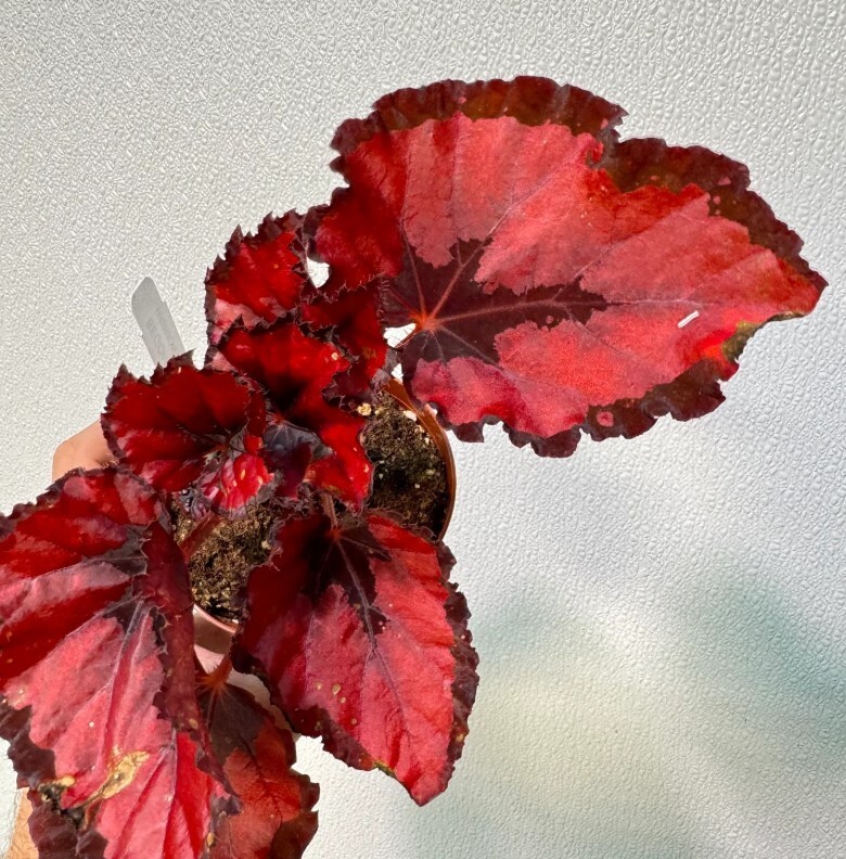 Begonia Red Robin Live Plant - 4-6" Tall - Ship No Pot - Deep Red ...