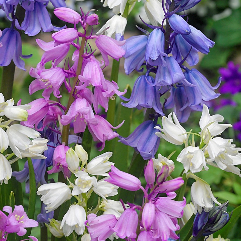 Spanish Bluebell Mixed Spring Bulbs - Multi Coloured Summer Flowering ...