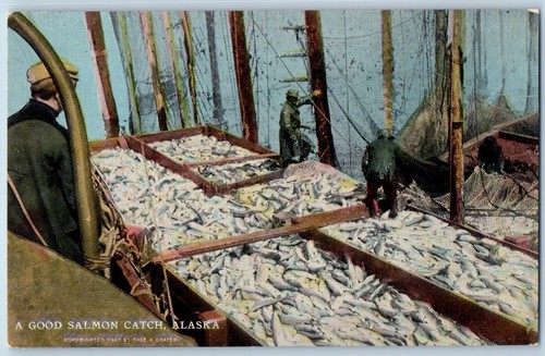 Alaska AK Postcard A Good Salmon Catch Fishes 1907 Unposted Antique | eBay