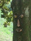Tree Face Outdoor Decoration Old Man Bark Art Ornaments Hand-Painted ...
