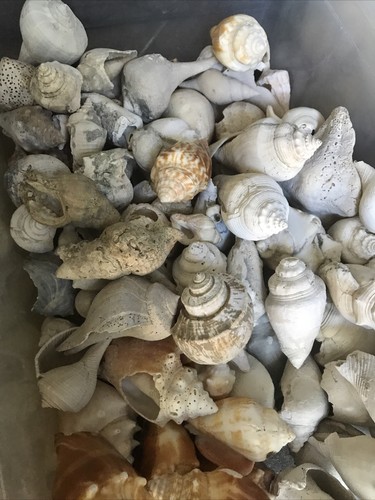 19 LB Lot Of Random Fossils Shells Minerals Shells & Raw Bulk Mix | eBay