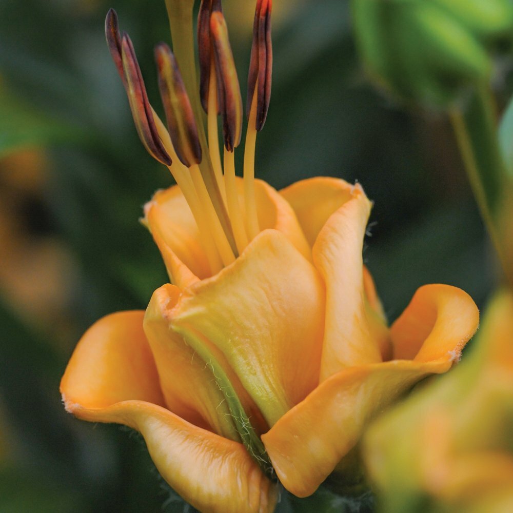 Lily Bulbs Flower Hardy Garden Plant Asiatic Lily Apricot Fudge 5 / 10 ...