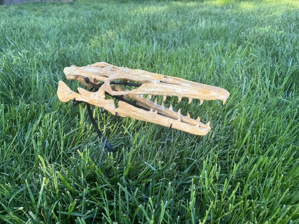12.5 Inch Composite Mosasaurus Skull Fossil Morocco Mosasaur Skull Jaw ...