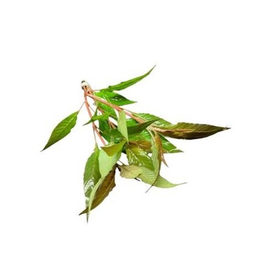 BUY 2 GET 1 FREE Hygro Blue (Hygrophila Salcifolia) Bunch Live Aquarium ...