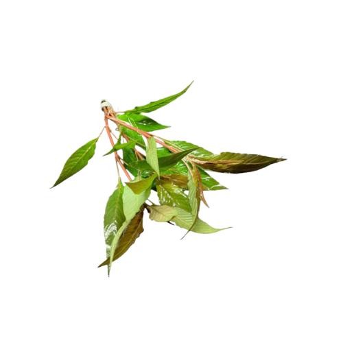 BUY 2 GET 1 FREE Hygro Blue (Hygrophila Salcifolia) Bunch Live Aquarium ...