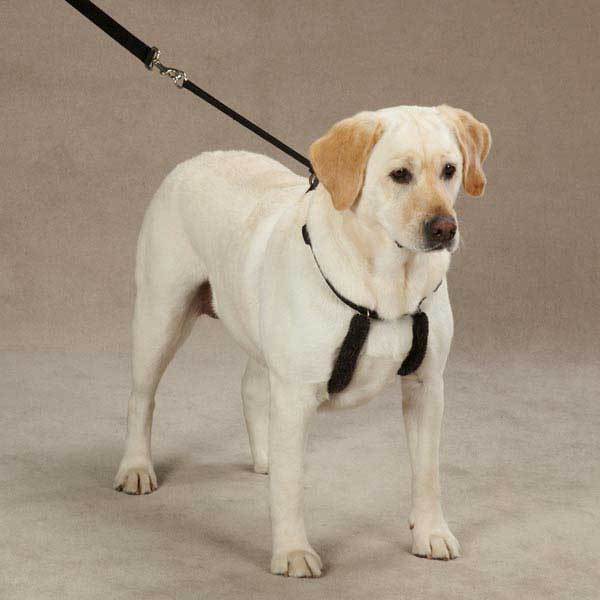 Guardian Gear by SPORN Anti NO PULL Dog COLLAR HARNESS Halter Restraint ...