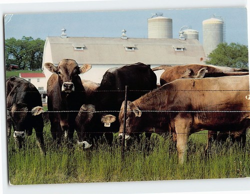 Postcard Brown Swiss Cattle Green County Wisconsin USA | eBay