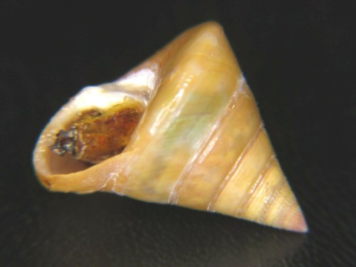 CALLIOSTOMA CONULUM: DARK SPECIMEN @ 17.96MM X 20.47MM W/OPERCULUM! | eBay