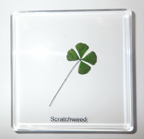 5 Plant Leaf Specimen Box Set A in Clear Square Block Education Kit ...