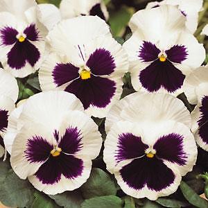 Pansy Spring Matrix White Blotch 1,000 seeds | eBay