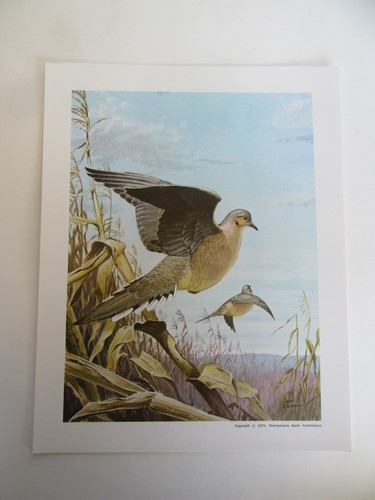 Vintage 1975 Ned Smith PA Game Mourning Doves Commission Unframed Print | eBay