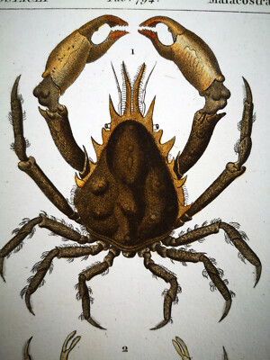 1831,PRETRE ORIGINAL ENGR. FINE ANTIQUE WATERCOLOURING PISA TETRAODON ...