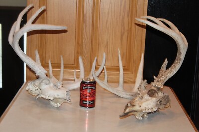 Whitetail Deer Mounts Taxidermy Skull Antler Hunt Rack Log Cabin Wall ...