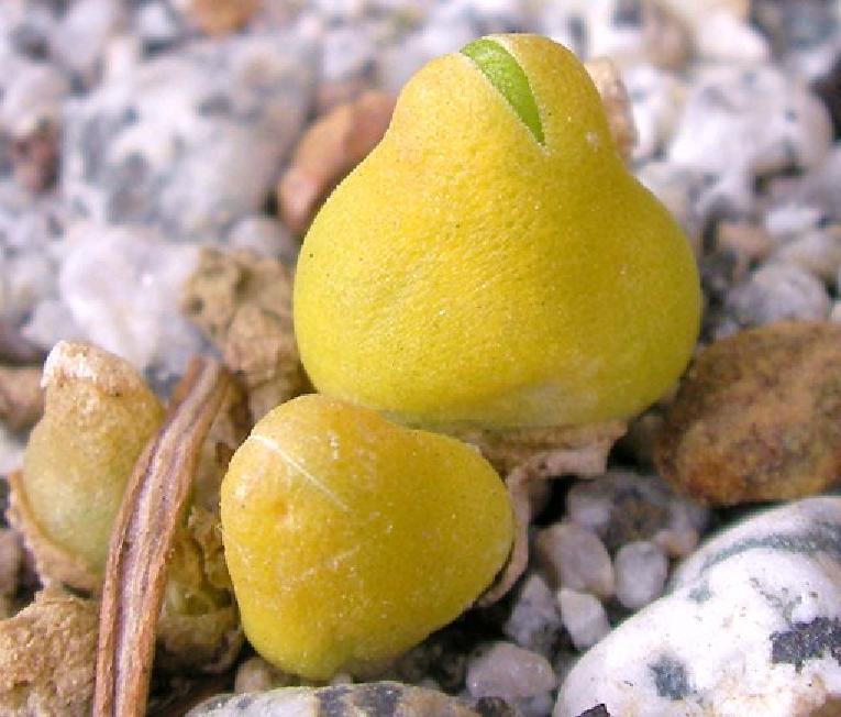 Oophytum nordenstamii, rare living stones mesembs rock succulent seed ...