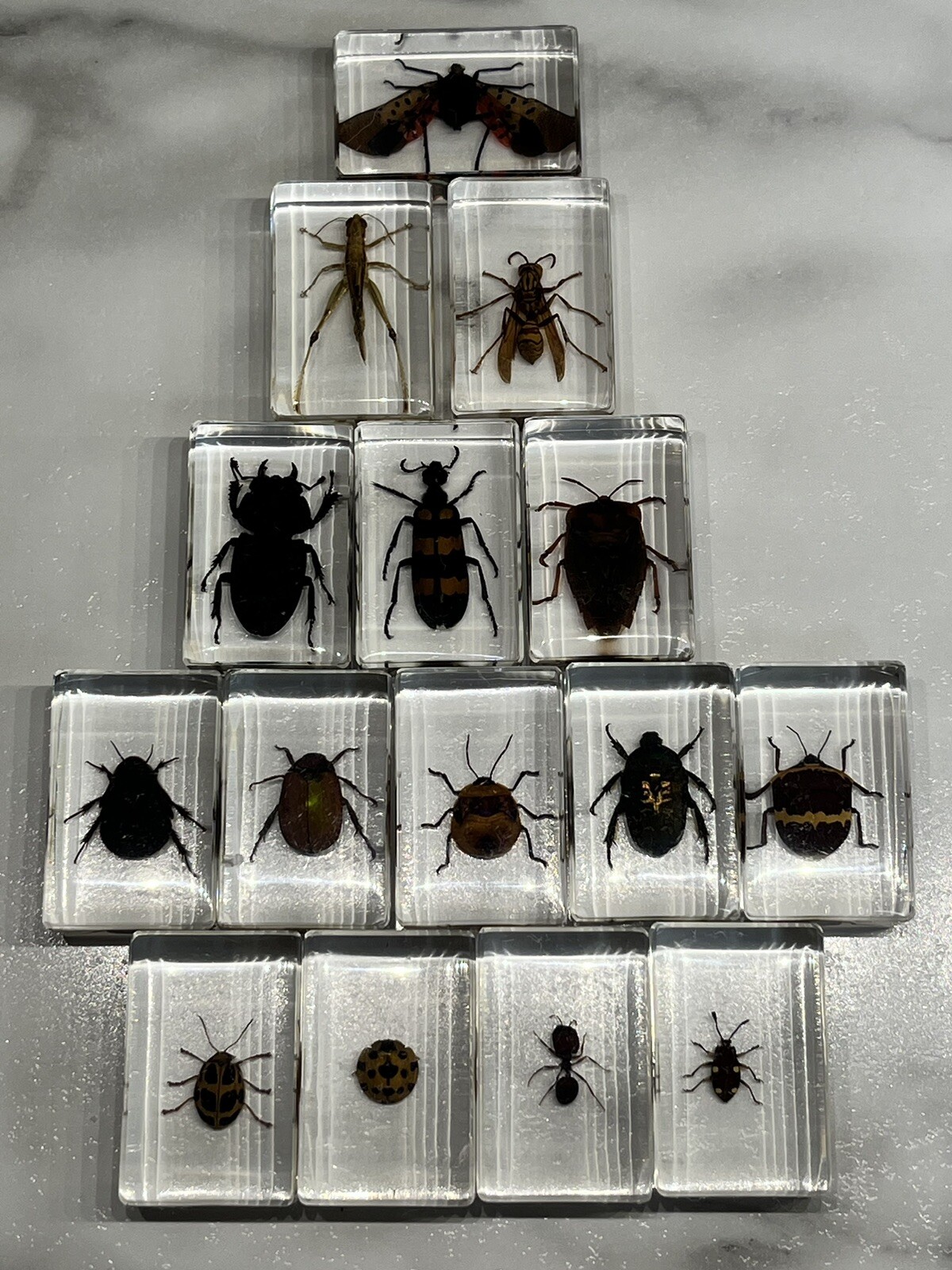 Bug Insect Specimen Set Of 15 Clear Small Lucite Block Learning Aid ...