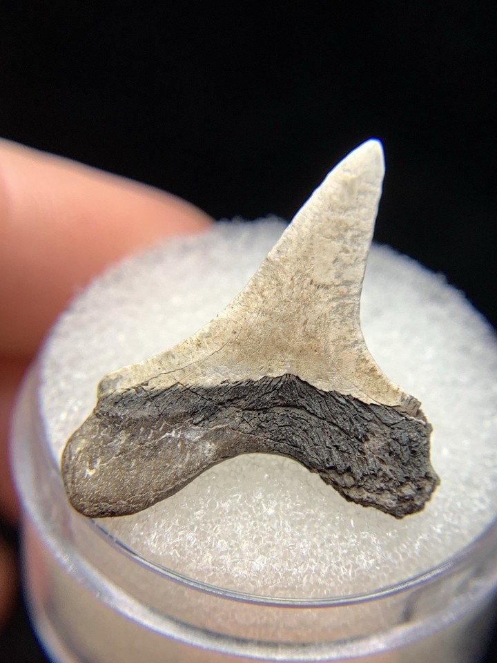 Rare Kansas Ginsu Fossil Shark Tooth Gem Mantelli Sharks Teeth Fossils ...