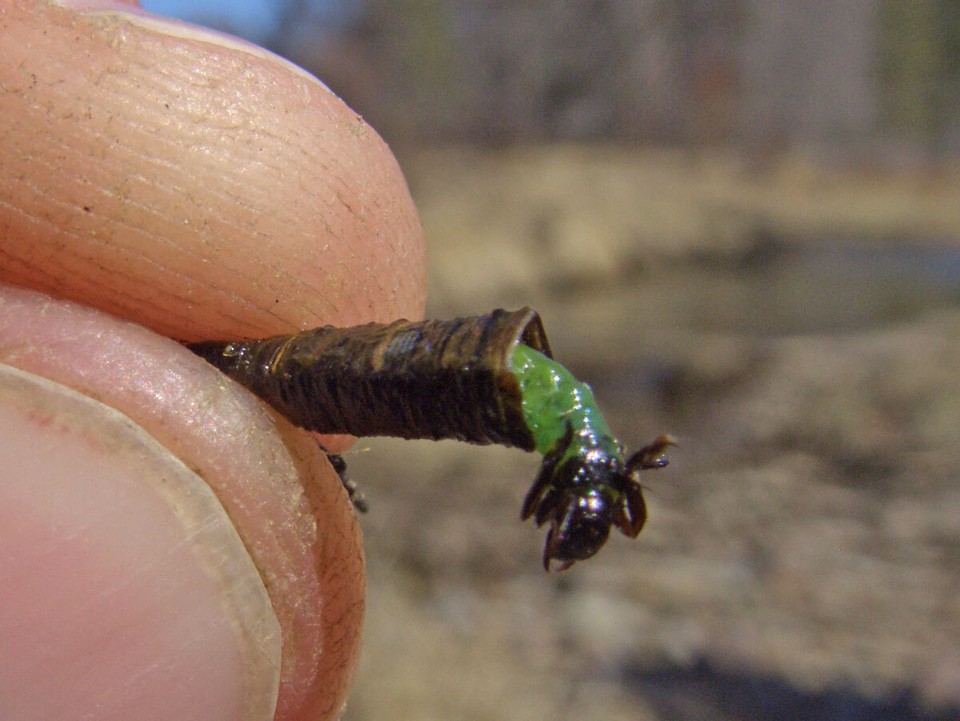 Zebra Midge Tungsten Nymphs Chartreuse - Premium Trout Fly Fishing ...