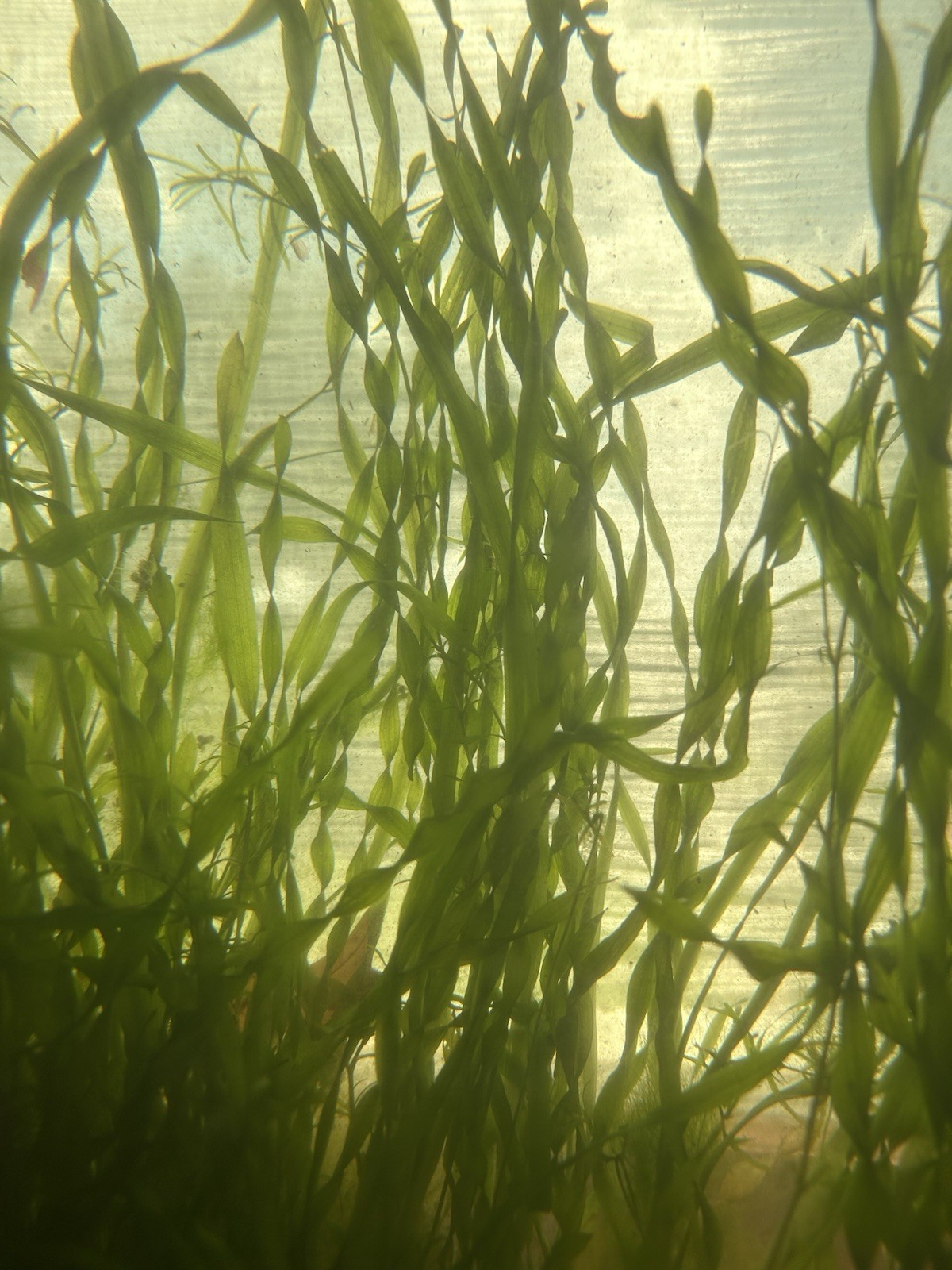 Vallisneria spiralis, corkscrew Val, Easy Background Plant 8+ Rooted ...