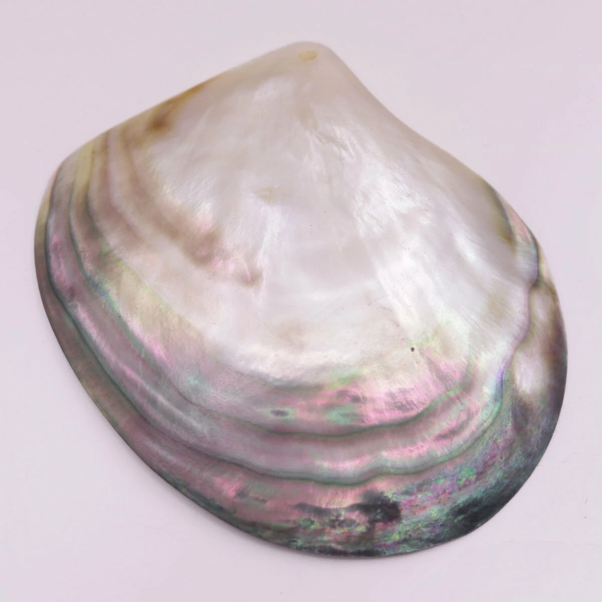 Black Mother Of Pearl Shell