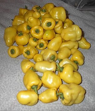 Pepper Hot Manzano Yellow 1,000 seeds | eBay