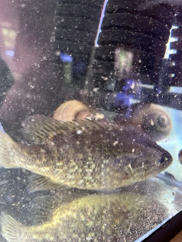 Sunfish/bass Hybrid Warmouth 6.5 | eBay