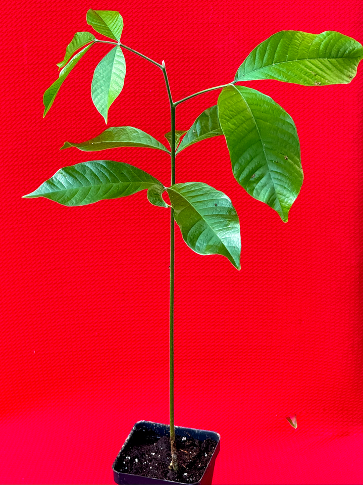 Ackee Blighia Sapida Akee Acki Fruit Tree Starter Potted Plant | eBay