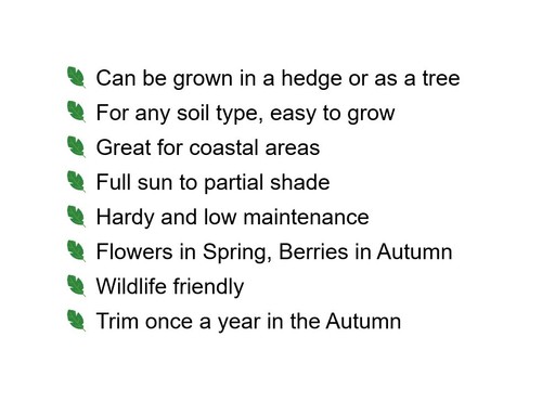 Rowan Sorbus Acuparia Native hedge plants hedging bare root saplings ...