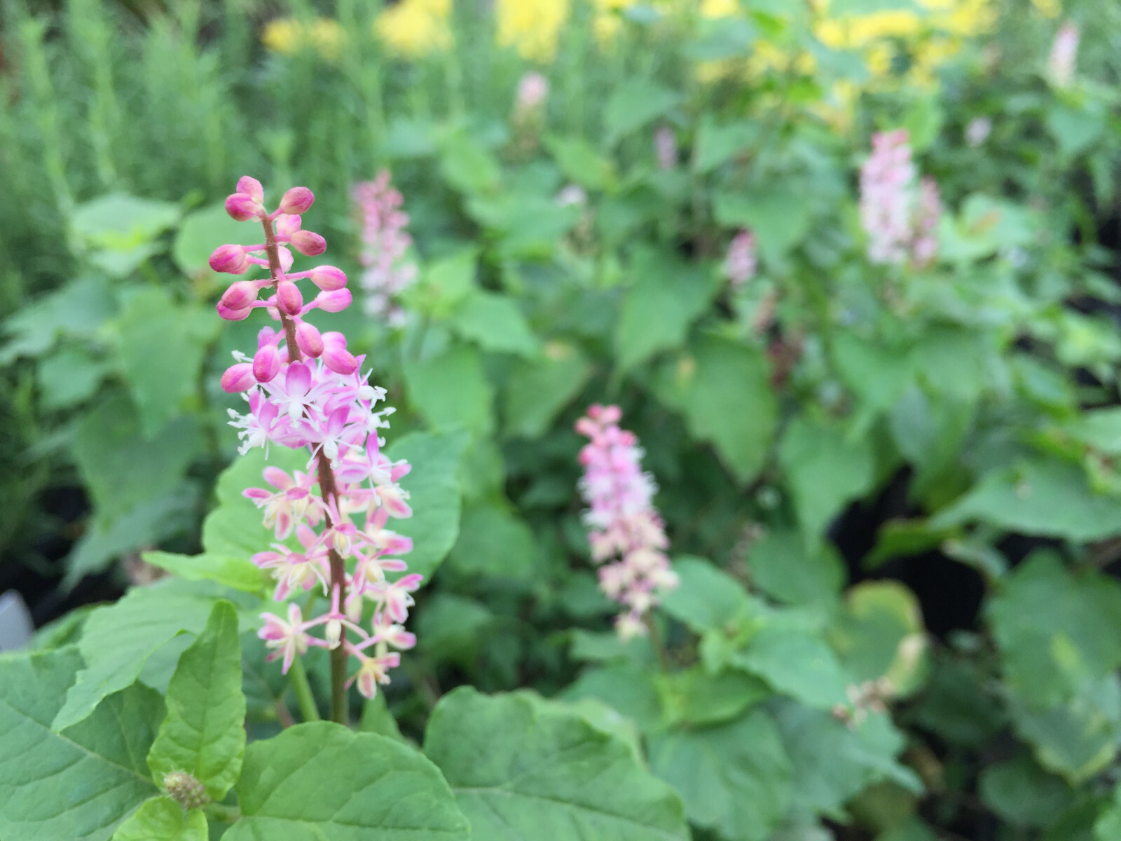 pigeonberry, rouge berry (Rivina humilis)—50 seeds ($3.50) | eBay