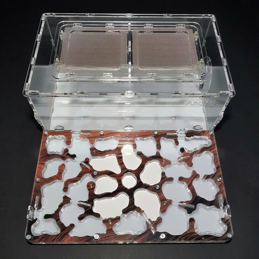 Ant farm Starter Kit (Messor structor ants and food also included ...