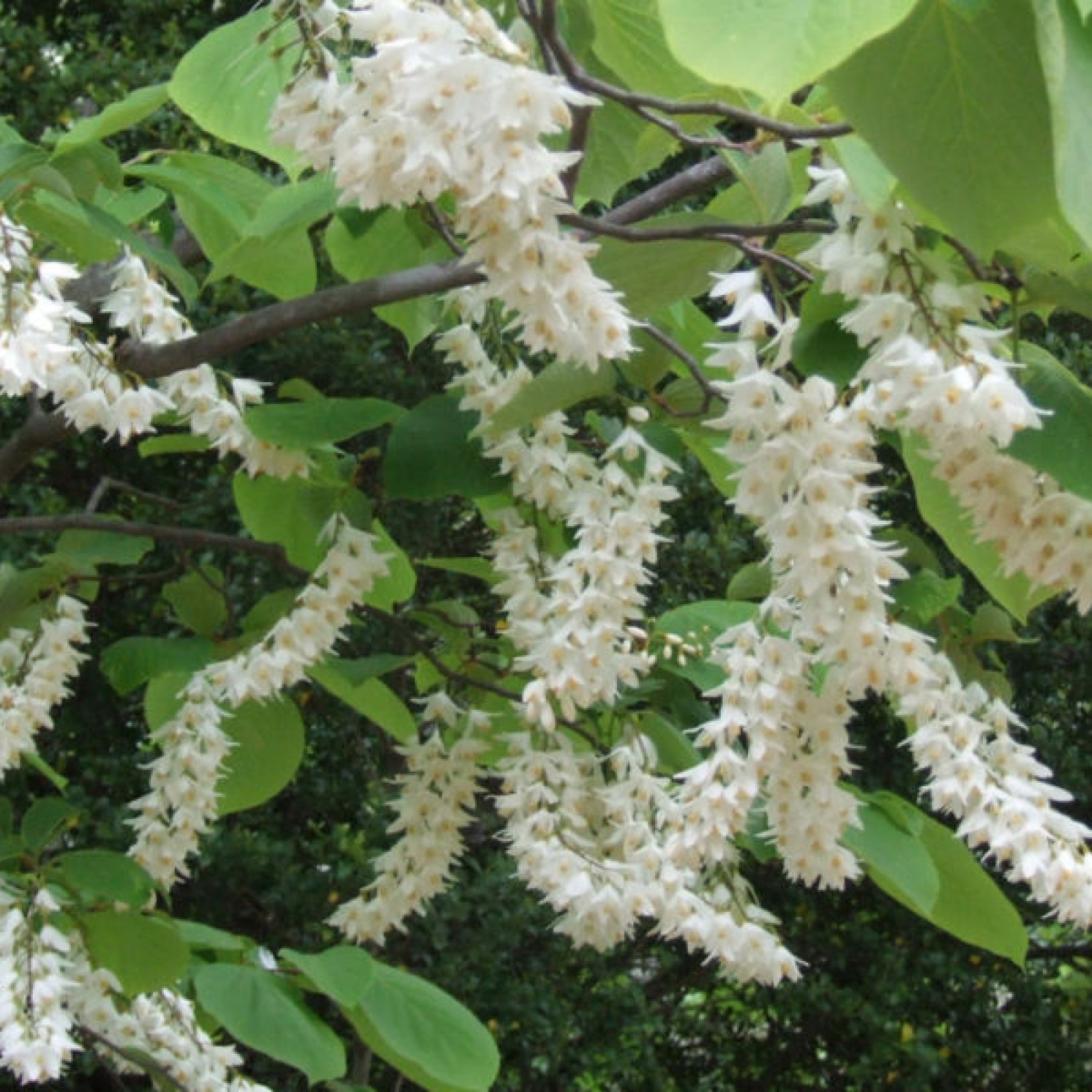FRAGRANT SNOWBELL Styrax Obassia 4,8 SEEDS | eBay