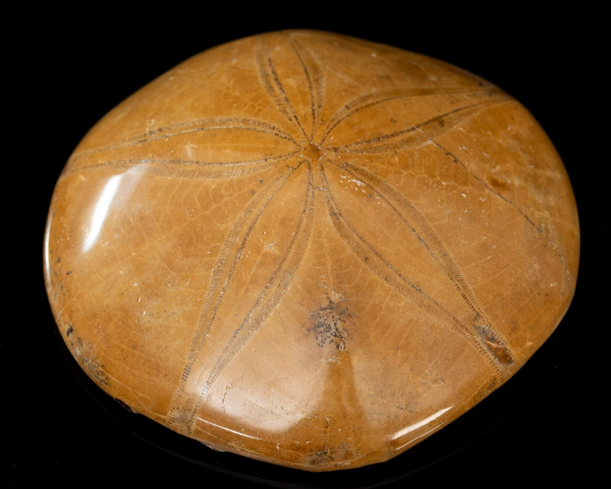 Fossilized Sand Dollar Stones
