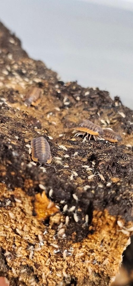 10+ Nesodillo Red Tiger Isopods -Bioactive Clean Up Crew - Feeders | eBay