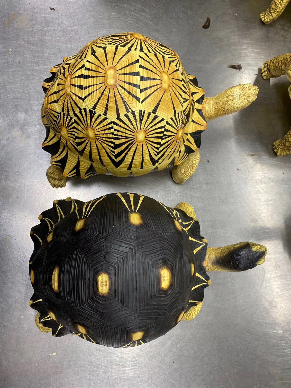 14" Radiated Tortoise Model Plus Limited Turtle Collector Decor Kids ...