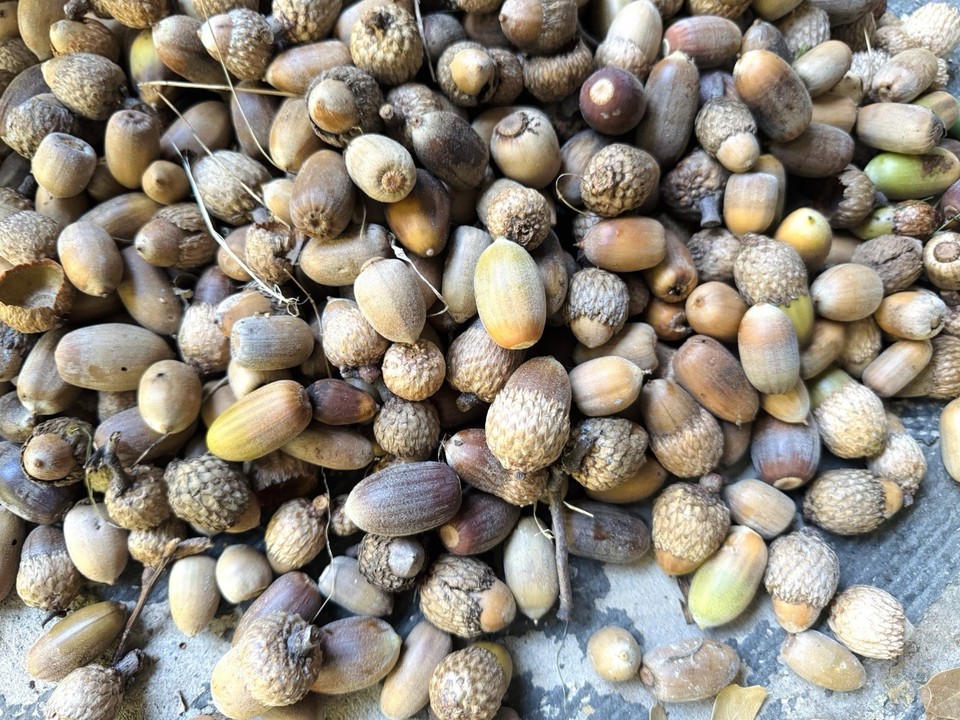 20 ACORNS WHITE OAK SEEDS FOR PLANTING OR CRAFTS FRESH 2025 DROP FLOAT ...