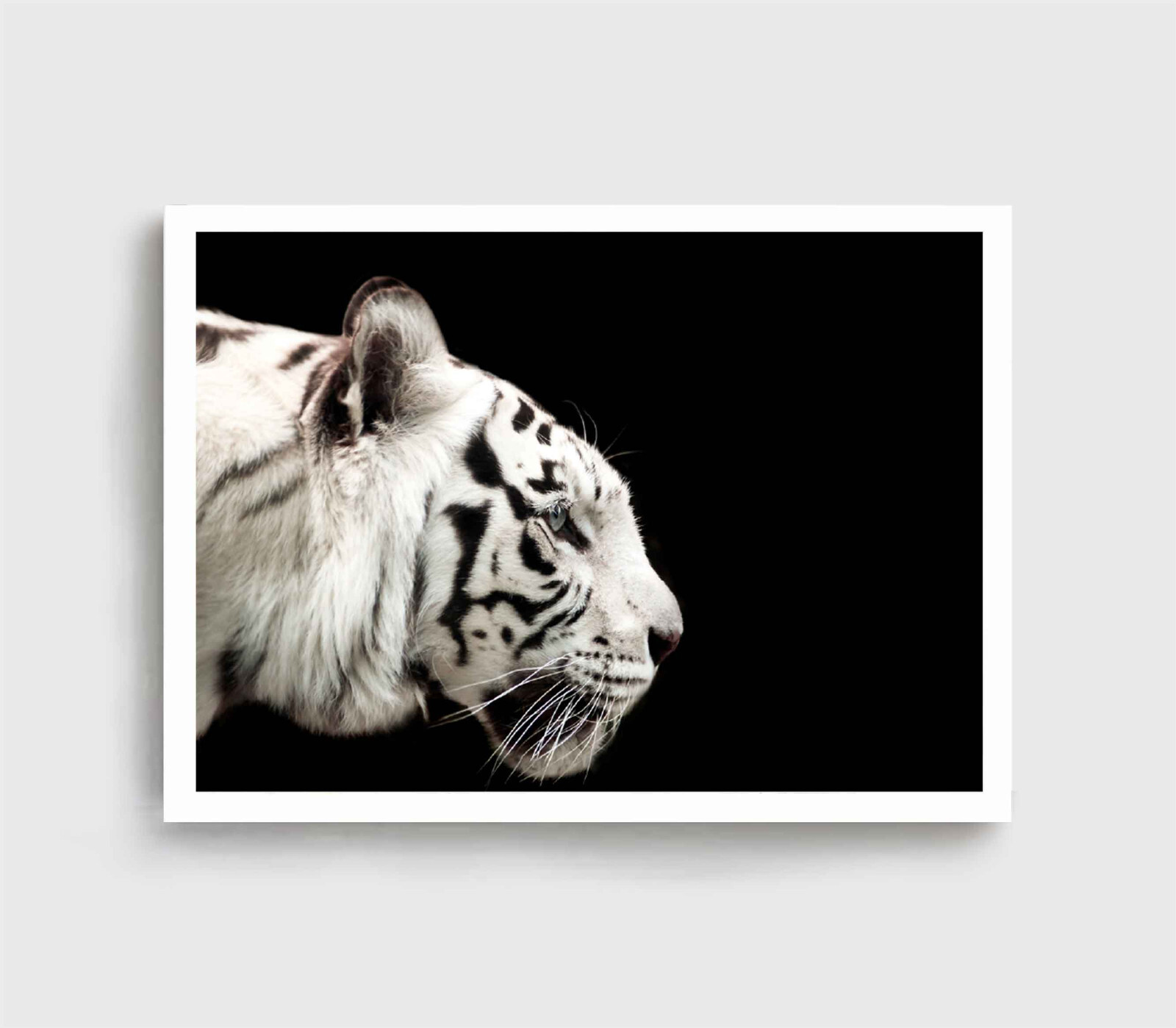 White Tiger Print, Tiger Wall Art, B&w Tiger Framed Animal Wall Art ...