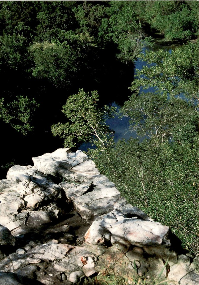 Vintage Postcard: Captivating Images of Animals, Machines, People ...