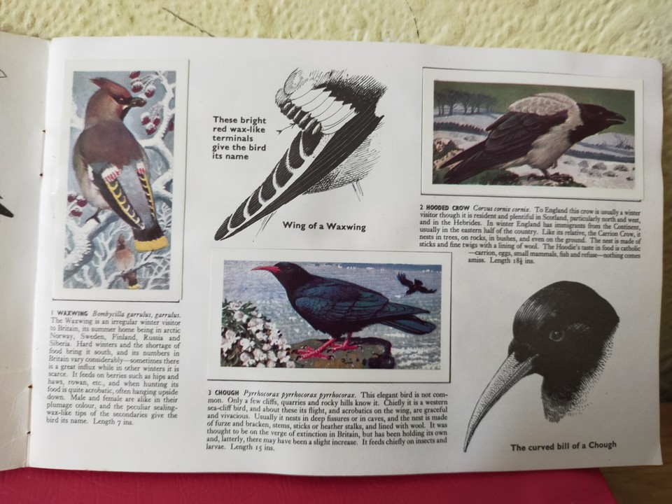 PG Brooke Bond / Wild Birds In Britain /Complete - 1965 | eBay UK