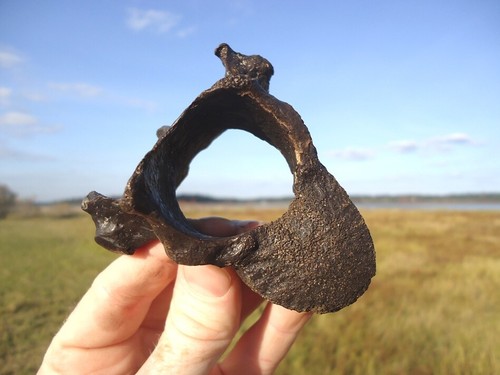 AWESOME SLOTH THORACIC VERTEBRA FLORIDA FOSSILS ICE AGE BONES TOOTH ...